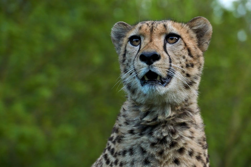 The Cheetah’s Return and Its Impact on Wildlife Conservation Efforts ...